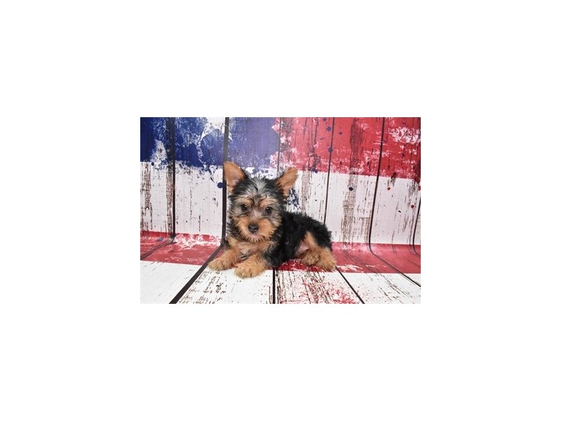 Silky Terrier Puppy Silver Black and Tan ID:186 Located at Petland Lake ...