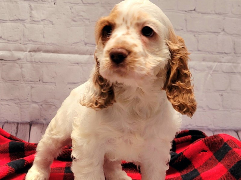Cocker Spaniel Puppy Buff / White ID:198 Located at Petland Lake St ...