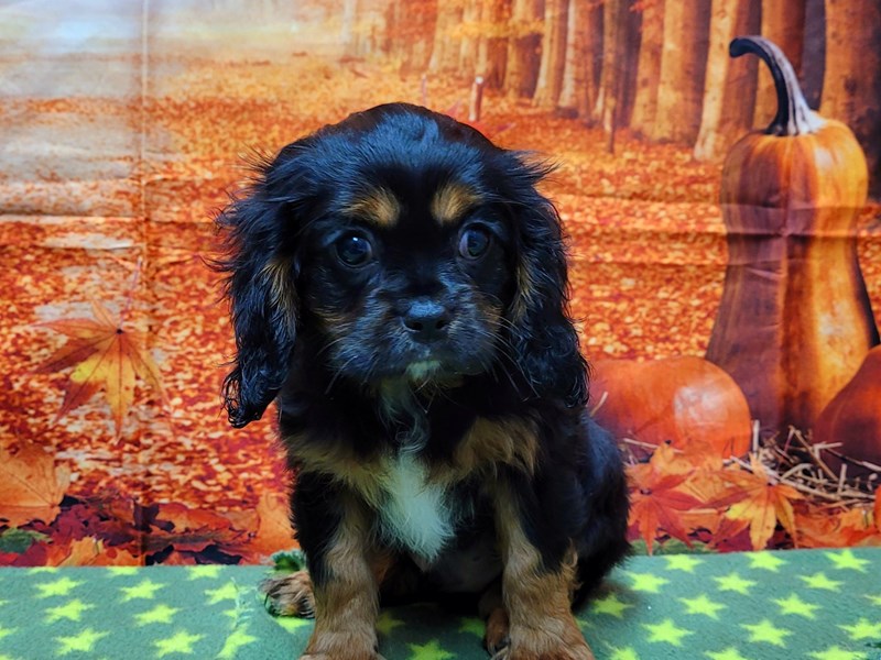 Cavalier King Charles Spaniel Puppy Black and Tan ID:184 Located at ...