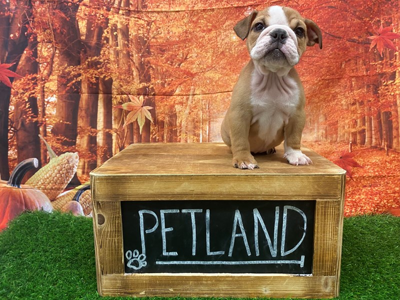 English Bulldog Puppy Red / White ID:27408 Located at Petland Lake St ...