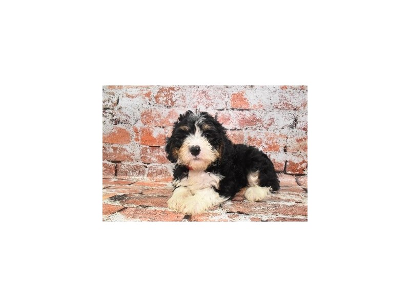 Miniature Bernedoodle Puppy Tri Color ID:300 Located at Petland Lake St ...
