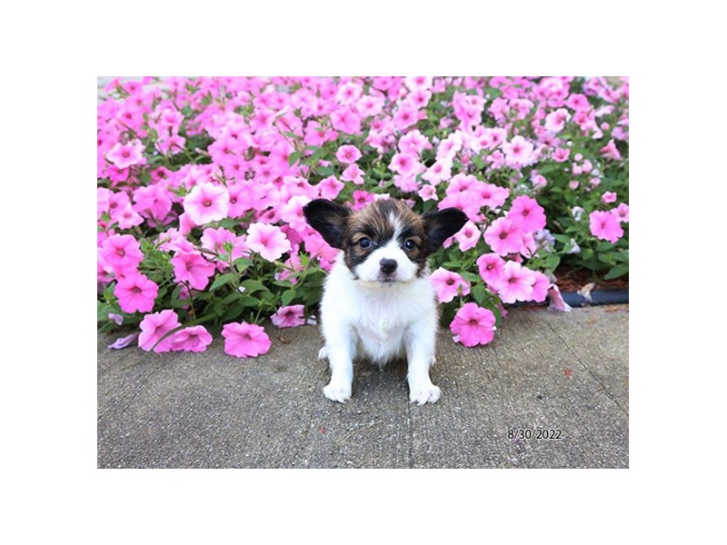 Papillon Puppy White / Sable ID:27465 Located at Petland Lake St. Louis ...