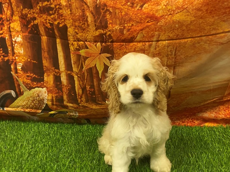 Cocker Spaniel Puppy White ID:27460 Located at Petland Lake St. Louis ...