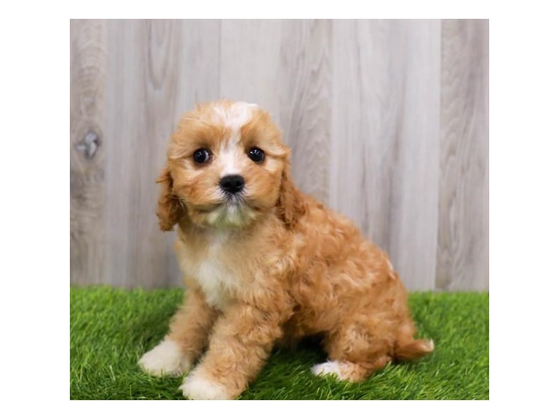 Cavapoo Puppy Apricot ID:321 Located at Petland Lake St. Louis & Fenton, MO