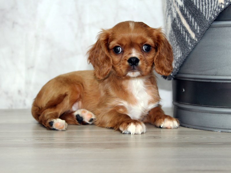 Cavalier King Charles Spaniel Puppy Ruby ID:27545 Located at Petland ...