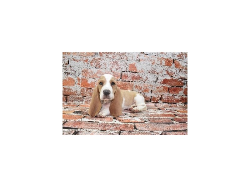 Basset Hound Puppy Lemon and White ID:28048 Located at Petland Lake St ...