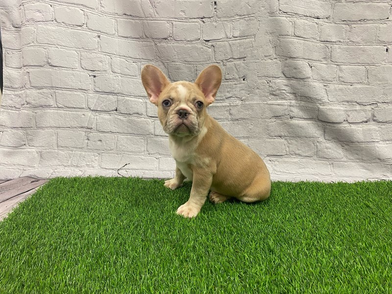 French Bulldog Puppy Lilac Merle ID:28060 Located at Petland Lake St ...
