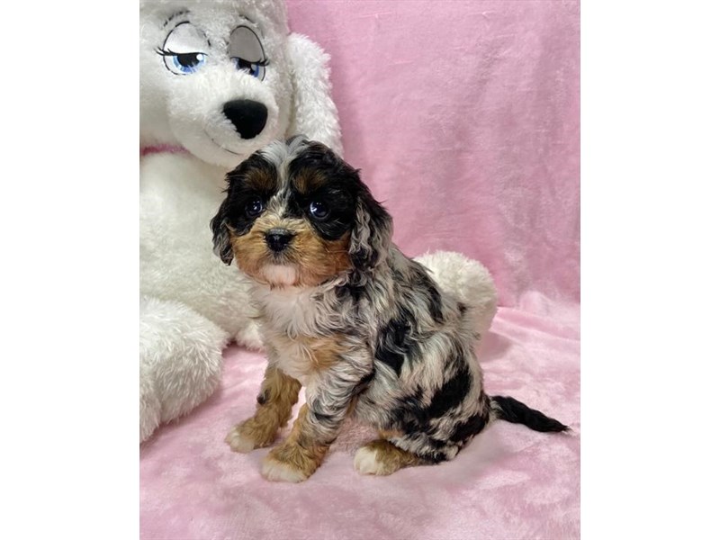 Cavapoo Puppy Merle ID:28092 Located at Petland Lake St. Louis & Fenton, MO