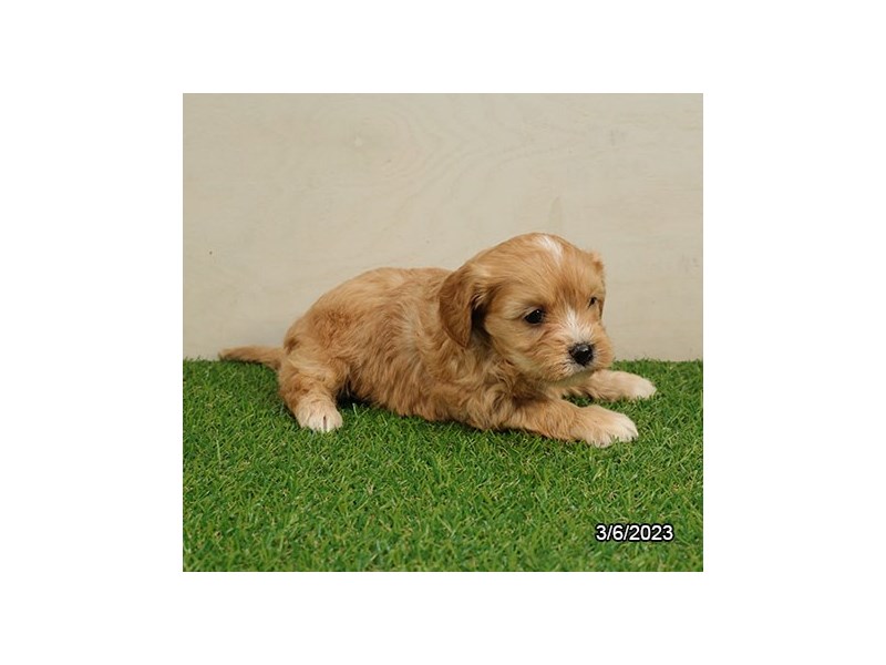 Cavachon Puppy Red ID:28119 Located at Petland Lake St. Louis & Fenton, MO