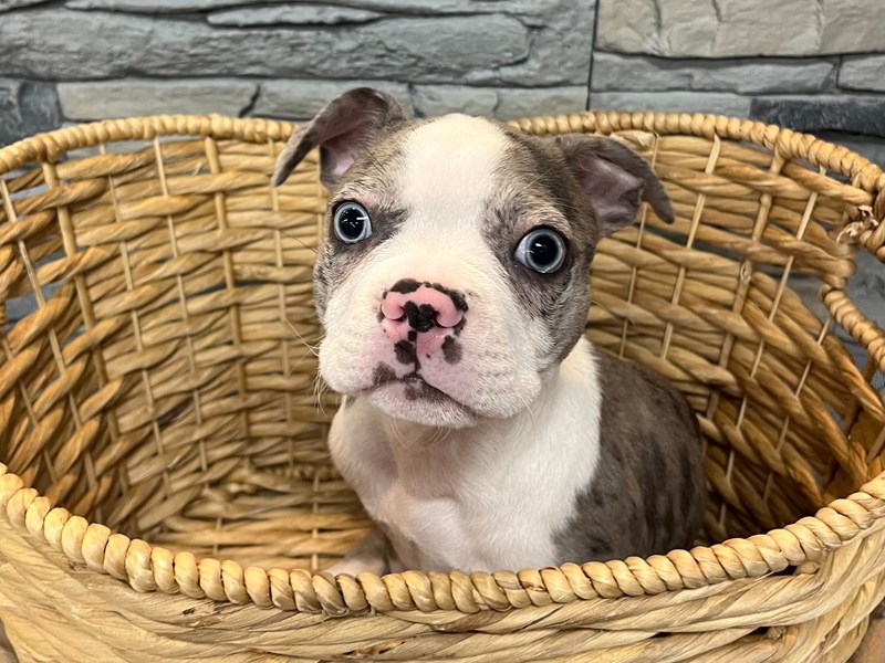 Boston Terrier Puppy Blue Merle and White ID:809 Located at Petland ...