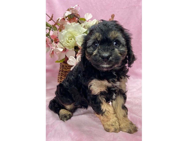Cavapoo Puppy Tri-Colored ID:904 Located at Petland Lake St. Louis ...