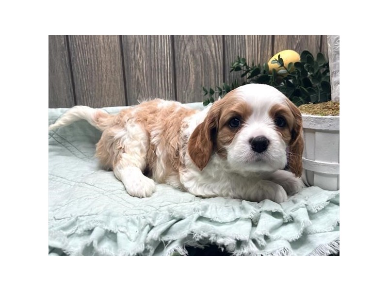 Cavalier King Charles Spaniel Puppy Blenheim ID:906 Located at Petland ...