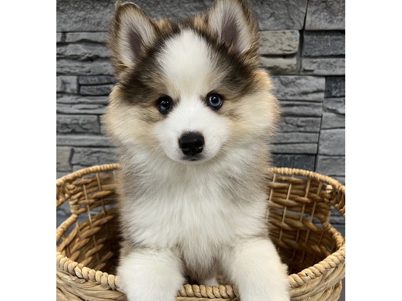 Pomsky Puppy Gray / White ID:891 Located at Petland Lake St. Louis ...