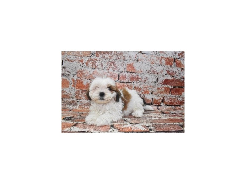 Lhasa Apso Puppy Red Gold ID:943 Located at Petland Lake St. Louis ...
