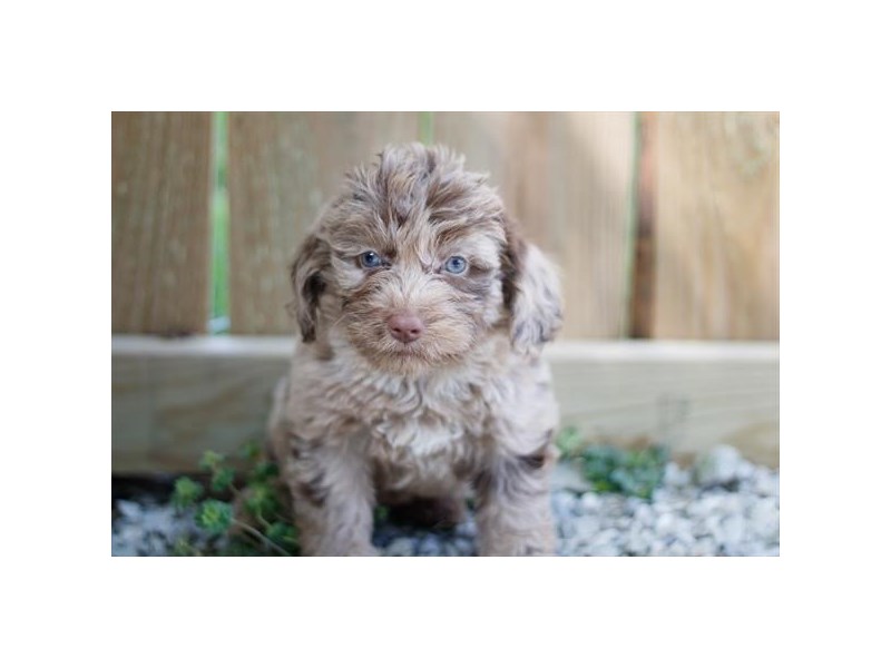 Labradoodle Small Animal Chocolate Merle ID:963 Located at Petland Lake ...