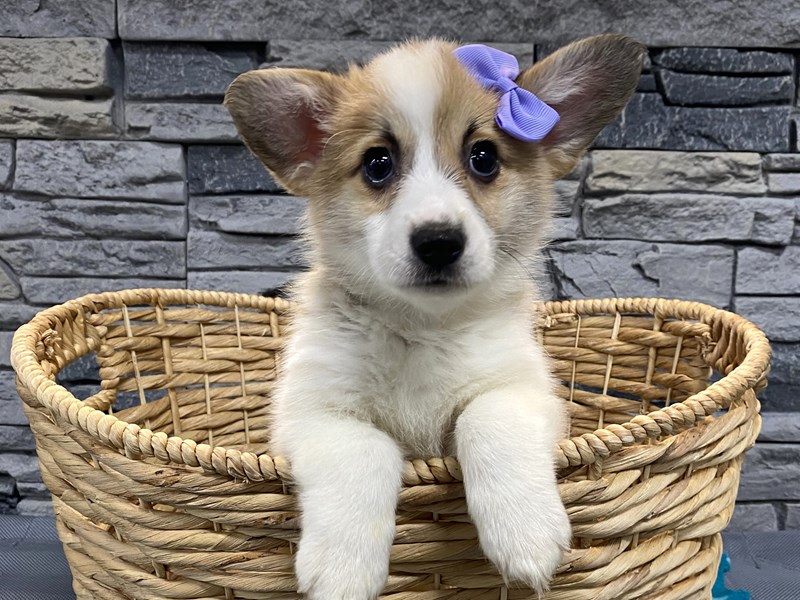Pembroke Welsh Corgi Small Animal Sable ID:968 Located at Petland Lake ...