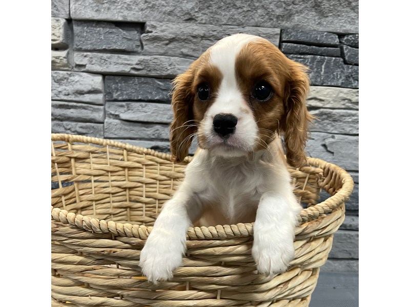 Cavalier King Charles Spaniel - Breed Info - ST. Louis Fenton