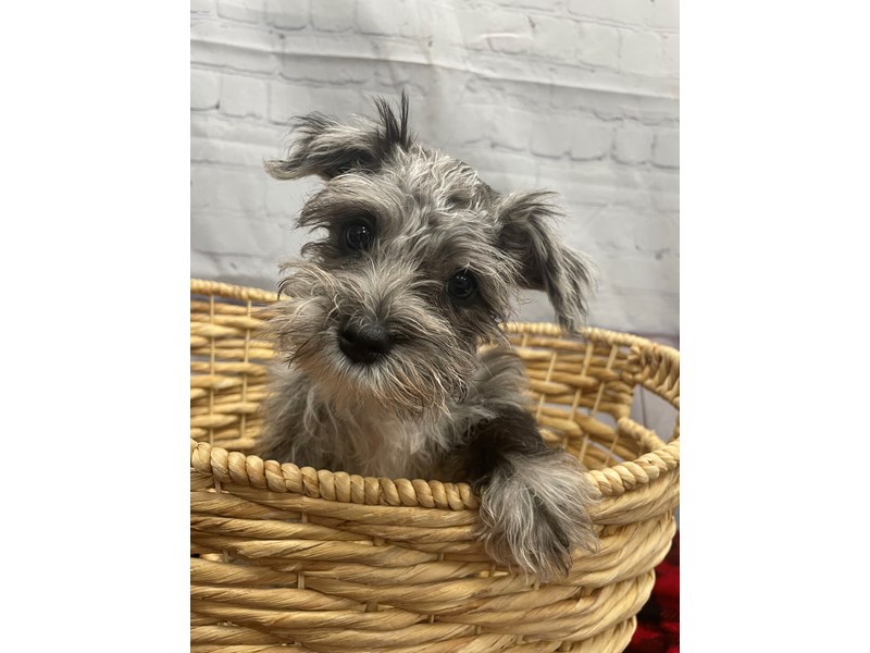 Miniature Schnauzer Small Animal Blue Merle ID:992 Located at Petland ...