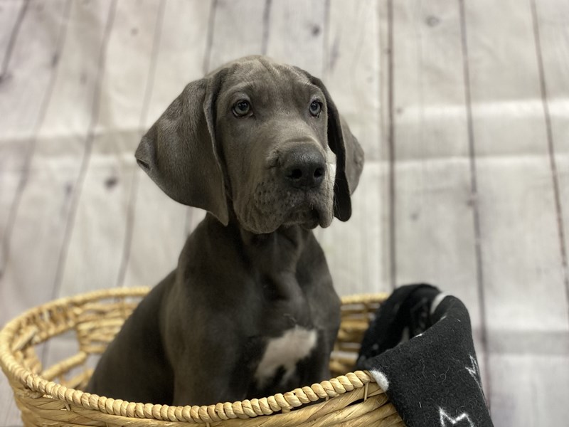 Great Dane Small Animal Blue ID:1021 Located at Petland Lake St. Louis ...