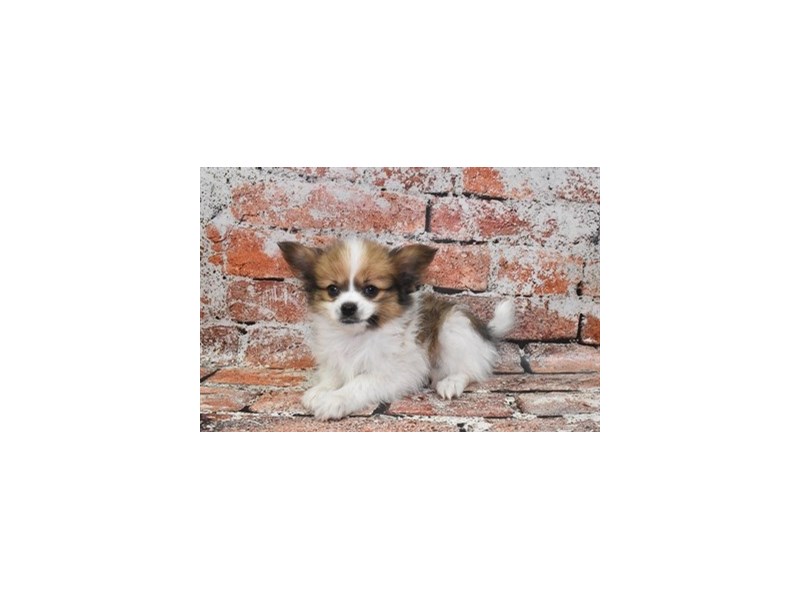 Papillon Small Animal White and Sable ID:1036 Located at Petland Lake ...