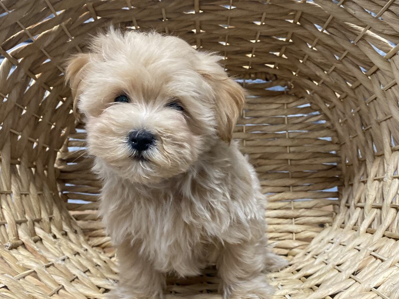 Maltipoo Small Animal Red / White ID:1046 Located at Petland Lake St ...
