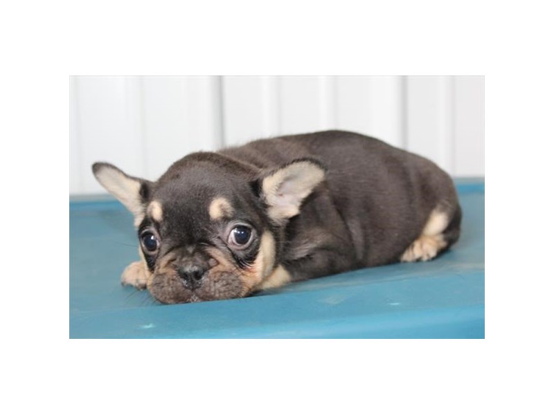French Bulldog Puppies - Petland Lake St. Louis & Fenton, MO