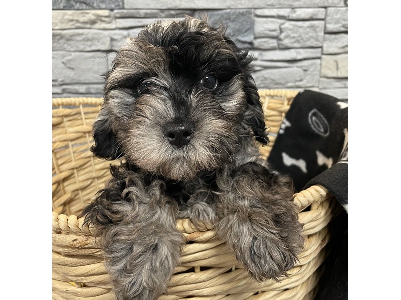 Cavapoo Small Animal Blue Merle ID:1020 Located at Petland Lake St ...