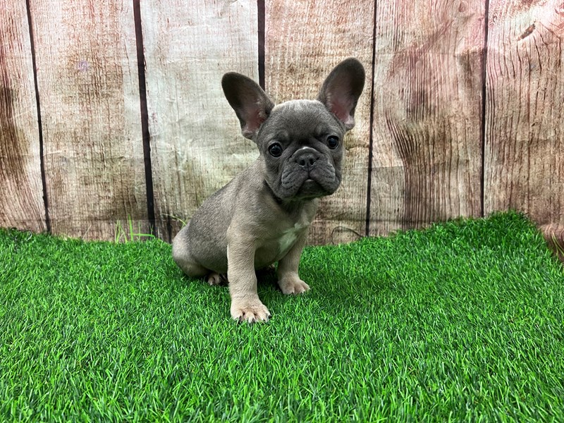 French Bulldog Puppies - Petland Lake St. Louis & Fenton, MO
