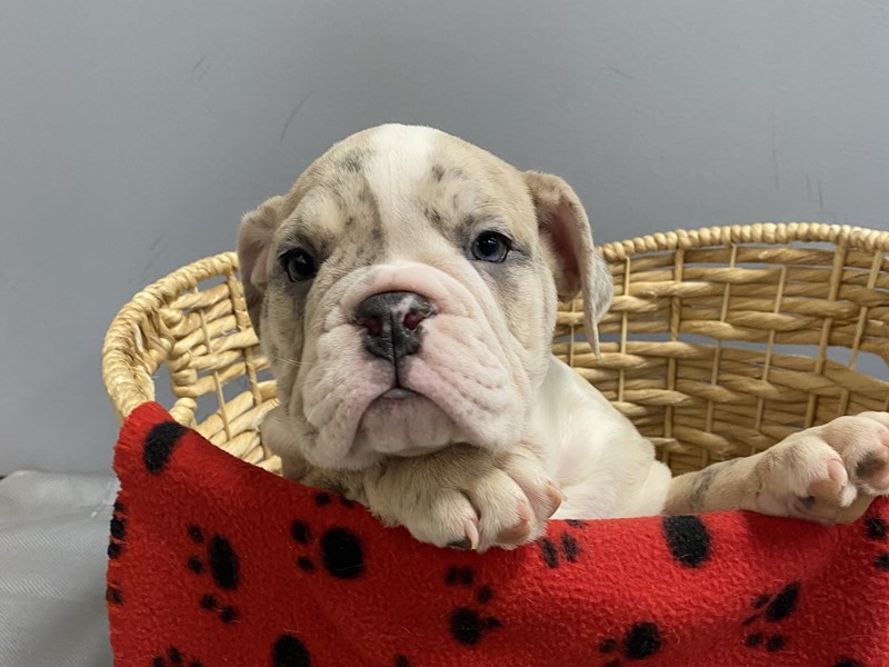 English Bulldog Puppies - Petland Lake St. Louis & Fenton, MO
