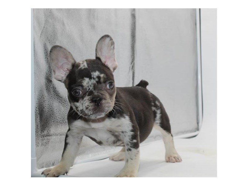 French Bulldog Puppies - Petland Lake St. Louis & Fenton, MO
