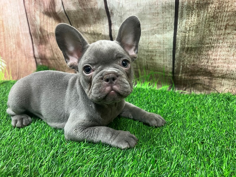 French Bulldog Puppies - Petland Lake St. Louis & Fenton, MO