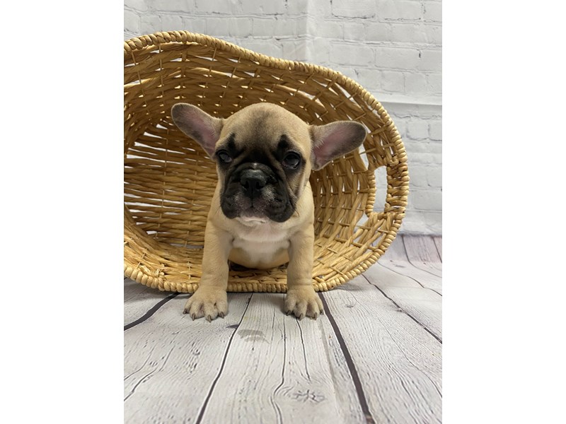 French Bulldog Puppies - Petland Lake St. Louis & Fenton, MO