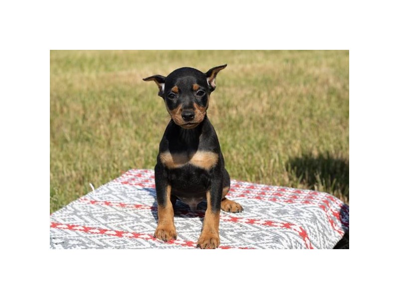 Miniature Pinscher Small Animal Black / Rust ID:1114 Located at Petland ...