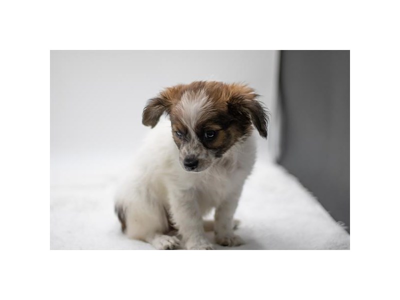 Papillon Small Animal Red / White ID:1116 Located at Petland Lake St ...