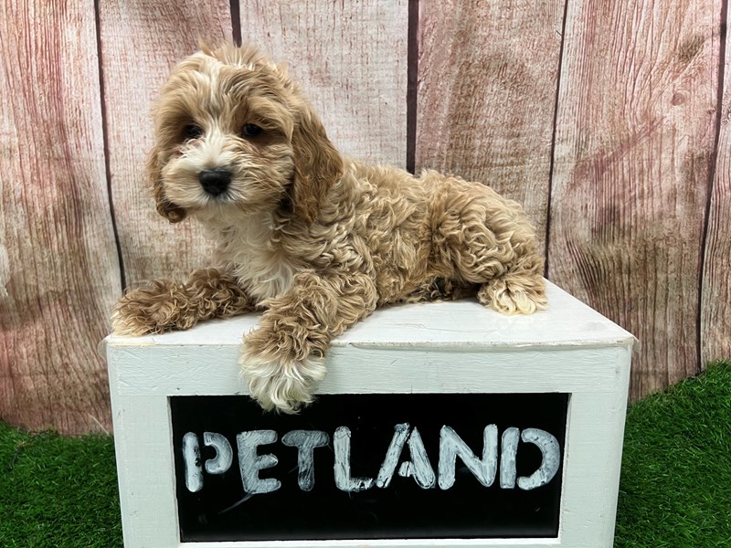 Cockapoo Small Animal Cream ID:28378 Located at Petland Lake St. Louis ...