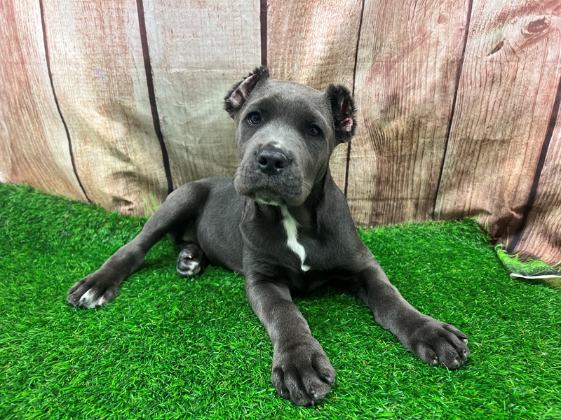 Cane Corso Puppies - Breed Info - Petland Lake St. Louis & Fenton, MO