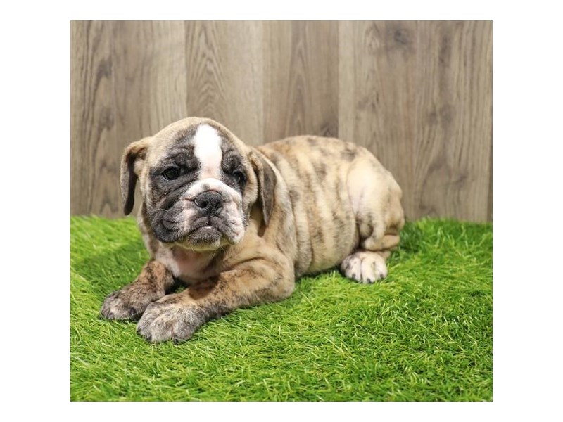 English Bulldog Puppies - Petland Lake St. Louis & Fenton, MO