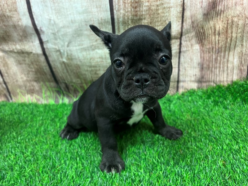 French Bulldog Puppies - Petland Lake St. Louis & Fenton, MO
