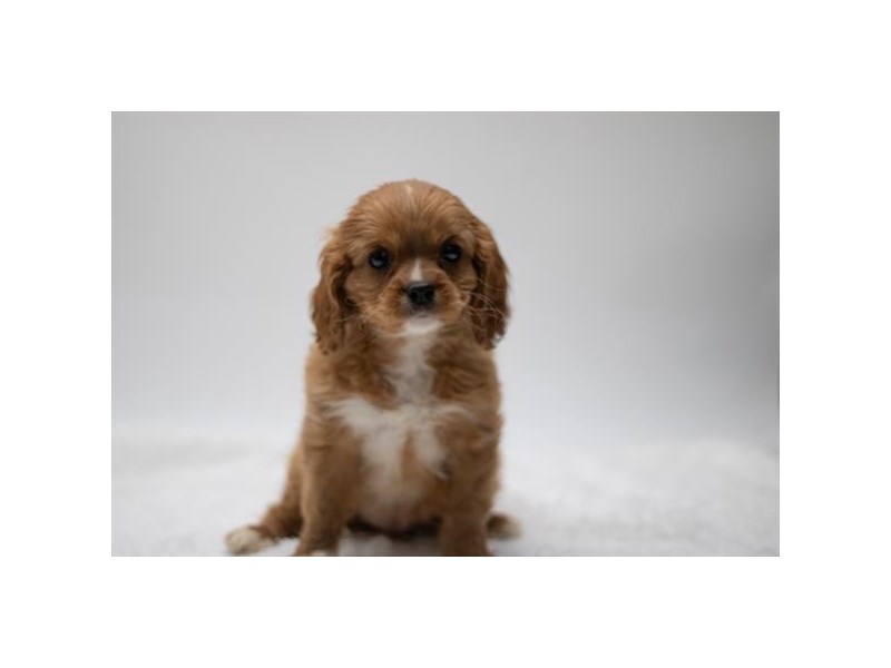 Cavalier King Charles Spaniel - Breed Info - ST. Louis Fenton