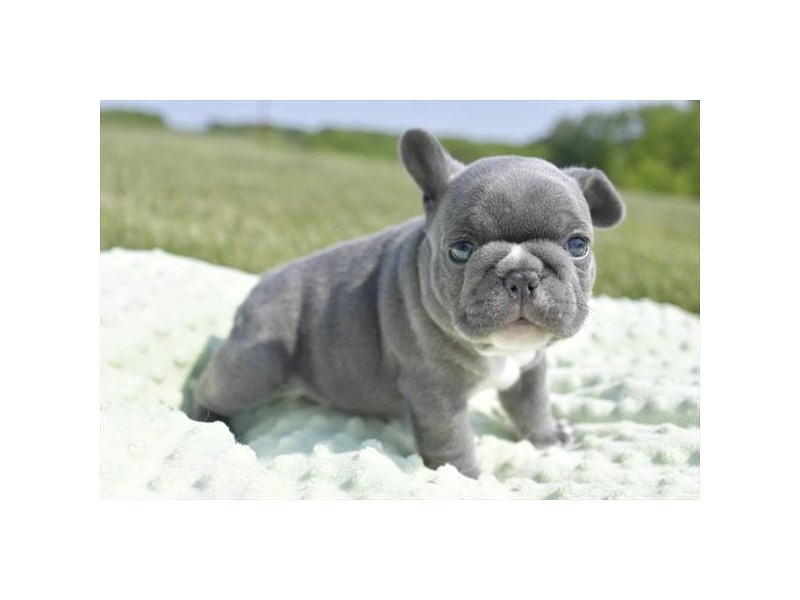 French Bulldog Puppies - Petland Lake St. Louis & Fenton, MO