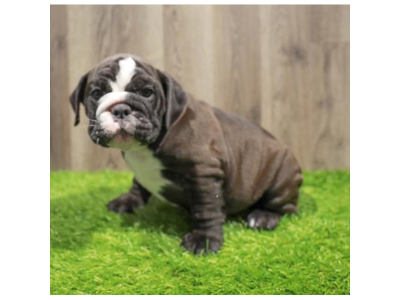 English Bulldog Puppies - Petland Lake St. Louis & Fenton, MO