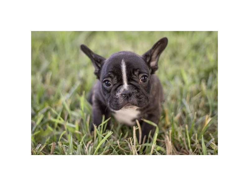 French Bulldog Puppies - Petland Lake St. Louis & Fenton, MO