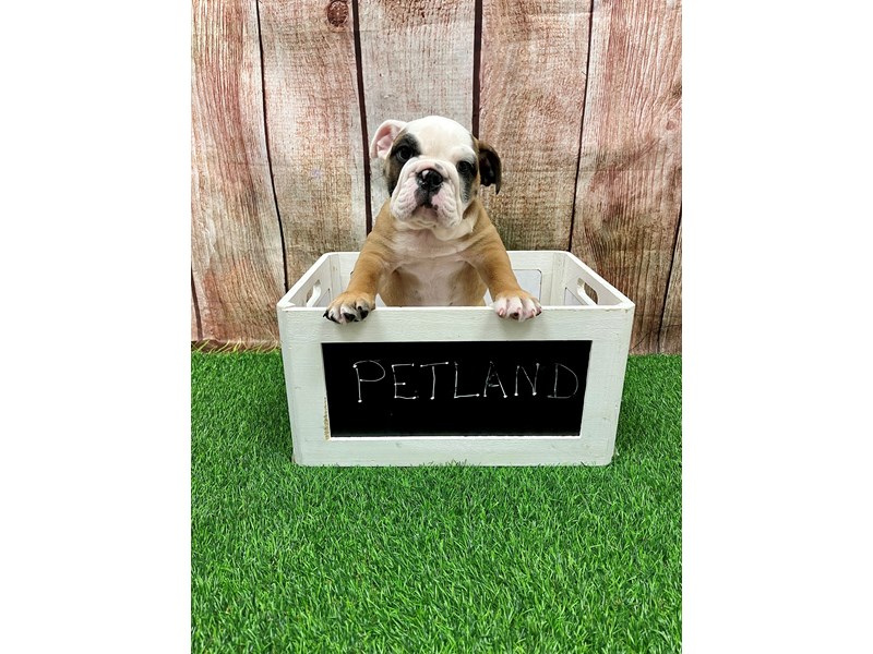 English Bulldog Puppies - Petland Lake St. Louis & Fenton, MO