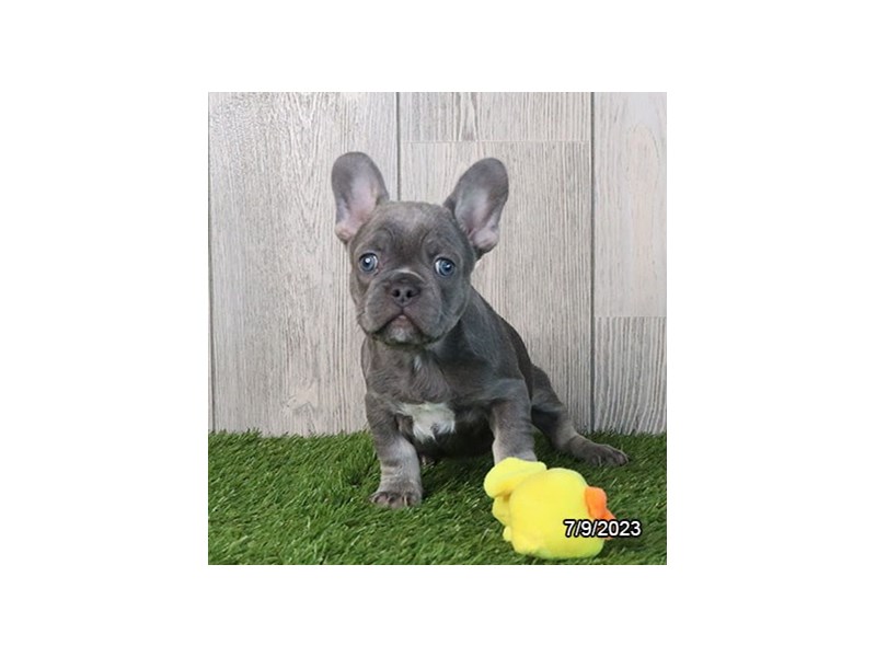 French Bulldog Puppies - Petland Lake St. Louis & Fenton, MO