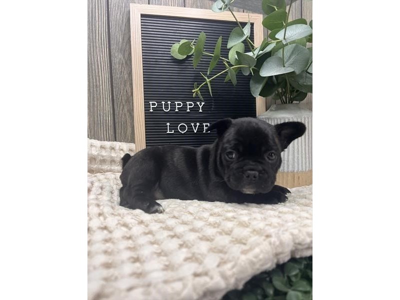 French Bulldog Puppies - Petland Lake St. Louis & Fenton, MO
