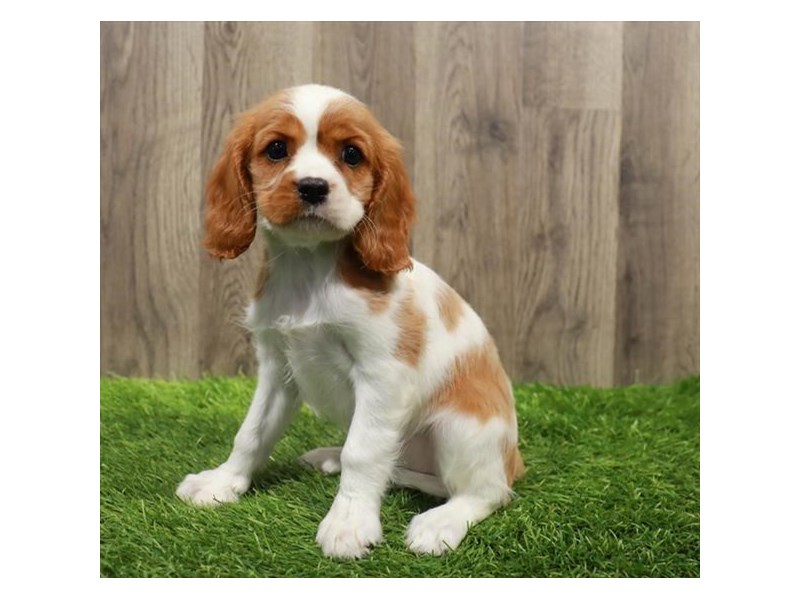 Cavalier King Charles Spaniel - Breed Info - ST. Louis Fenton