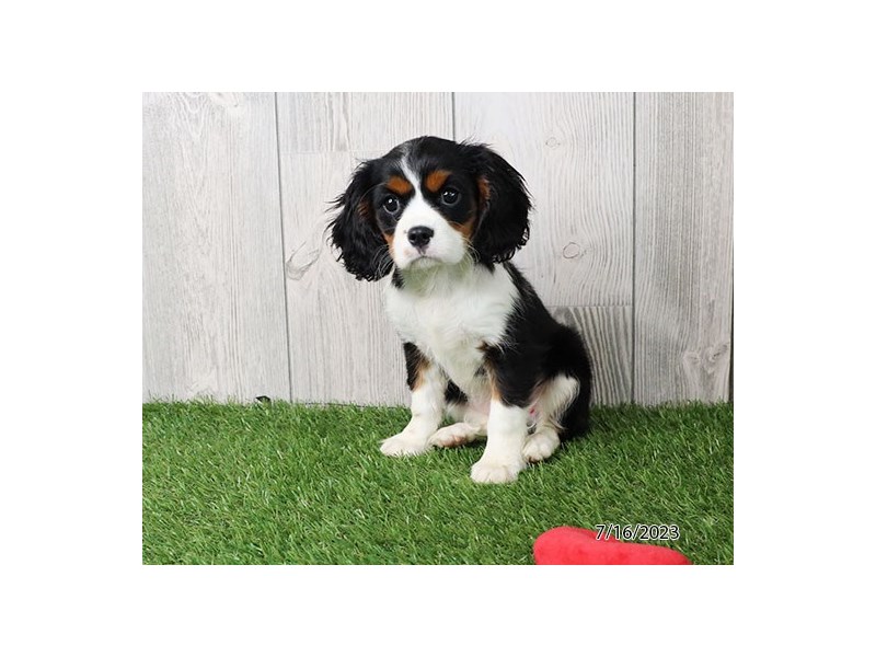 Cavalier King Charles Spaniel Puppies For Sale - Petland Lake ST.