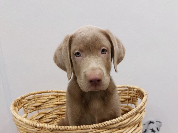 Labrador Retriever-Dog-Male-Chocolate-4206365-Petland Lake St. Louis ...