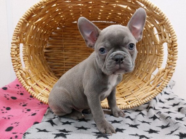 Frenchton-DOG-Male-BLUE FAWN-3806546-Petland Lake St. Louis & Fenton, MO