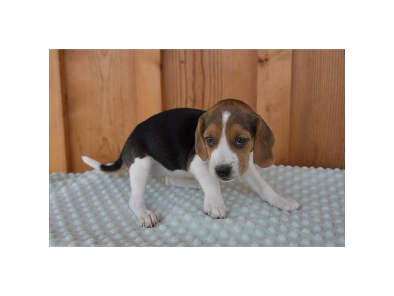 Beagle-Dog-Male-Black White and Tan-4175106-Petland Lake St. Louis ...